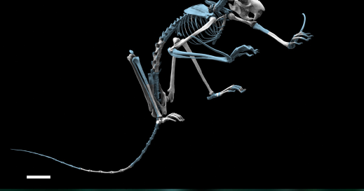 Giant Flying Squirrel Skeleton