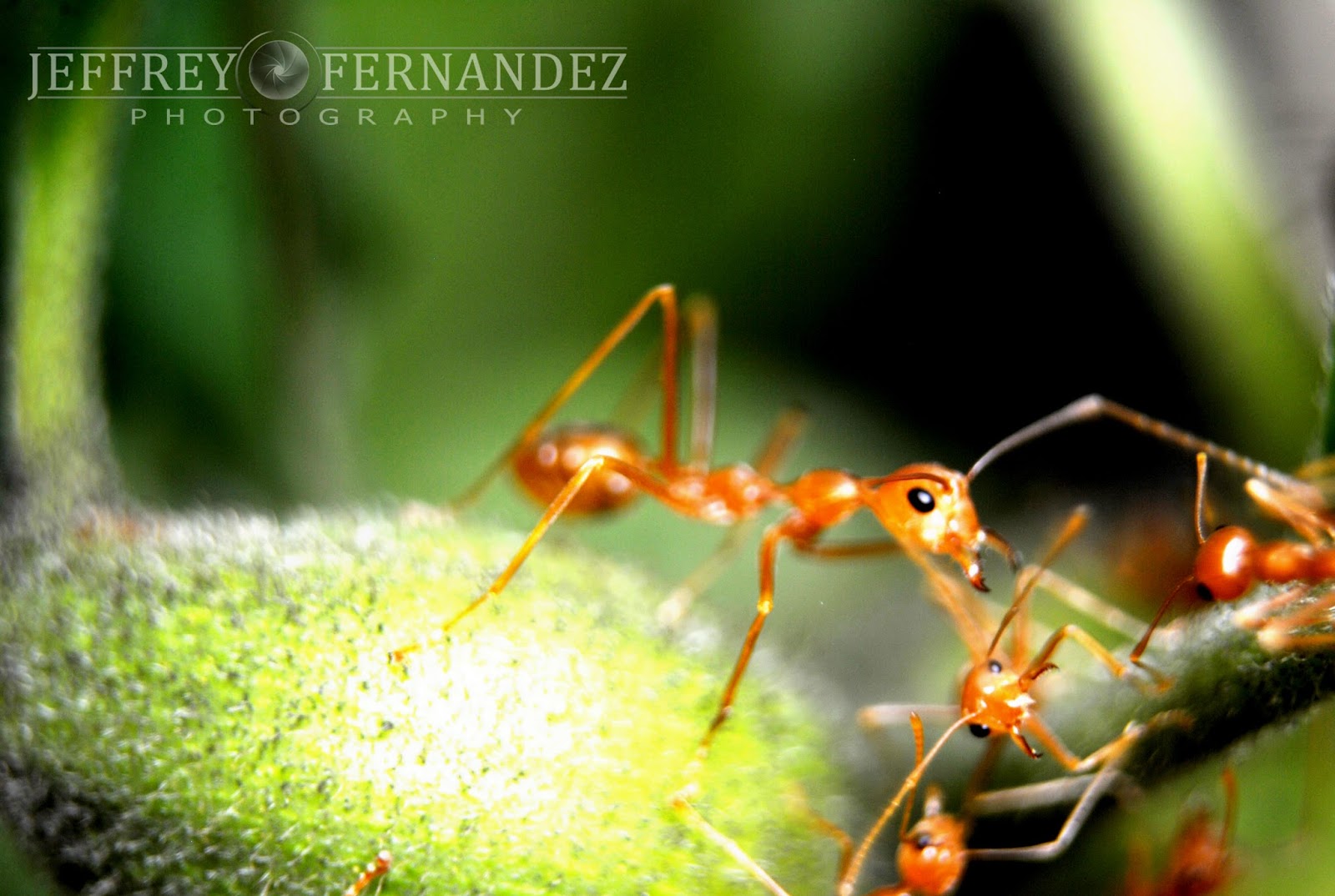 Frustrated Photographer