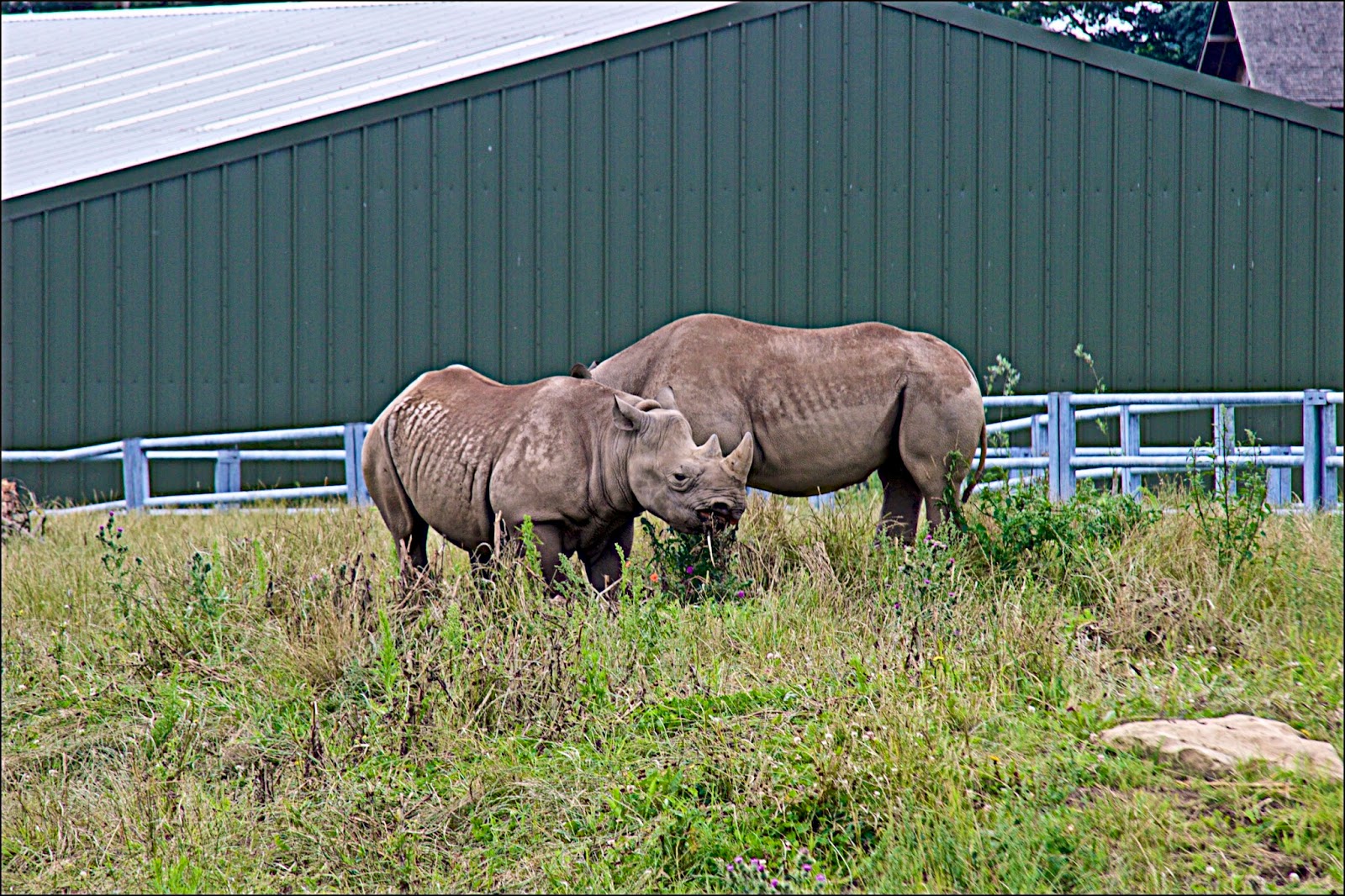 Brian's Blog: Yorkshire Wildlife Park Doncaster July 2017 Part one