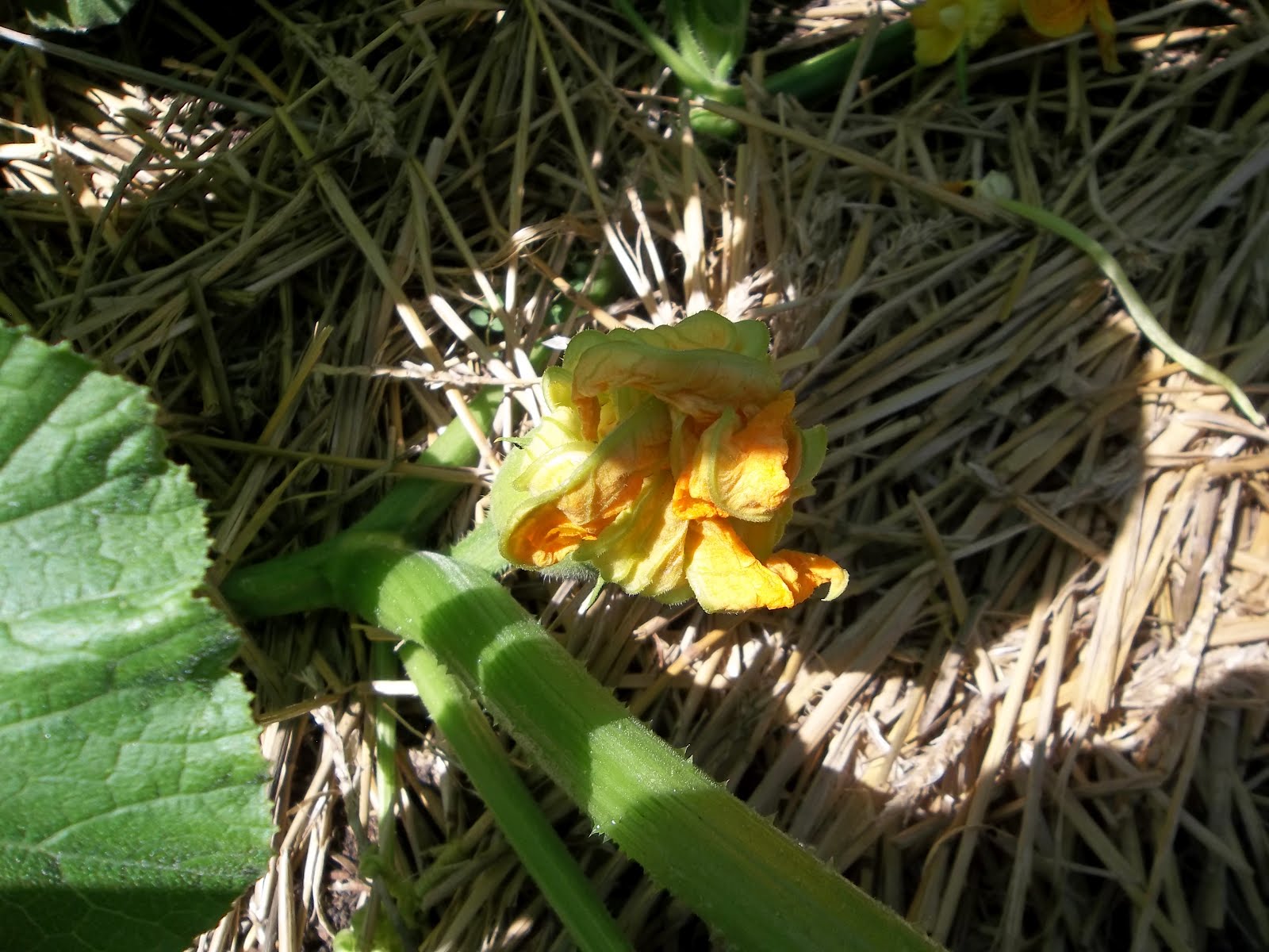 I Grow Vegetables: How to Hand Pollinate a Pumpkin