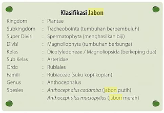 BUDIDAYA PERTANIAN: Ciri Fisik Pohon Jabon