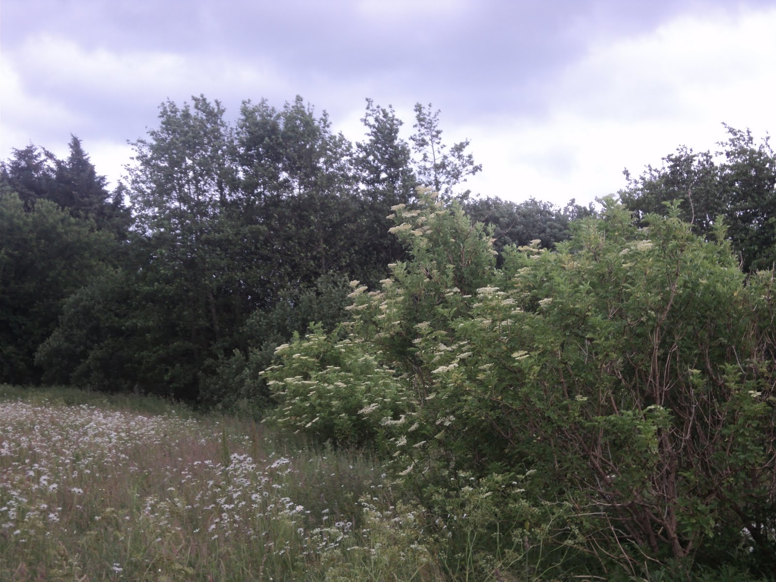 naturalete si firesc: Miresme de menta si floare de salcam, maces, si soc