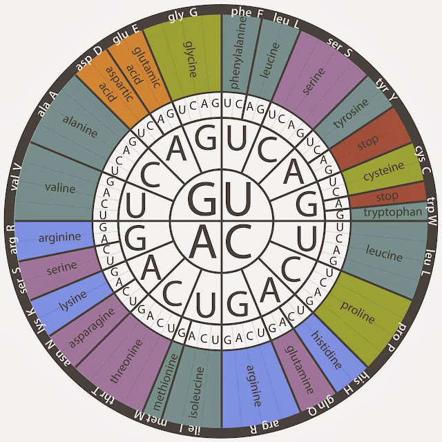 Genomic Entertainment: The Genetic Code: a pretty looking look up table