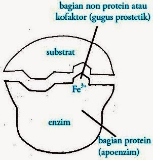 Pengertian Enzim, Struktur enzim dan Karakeristik Enzim