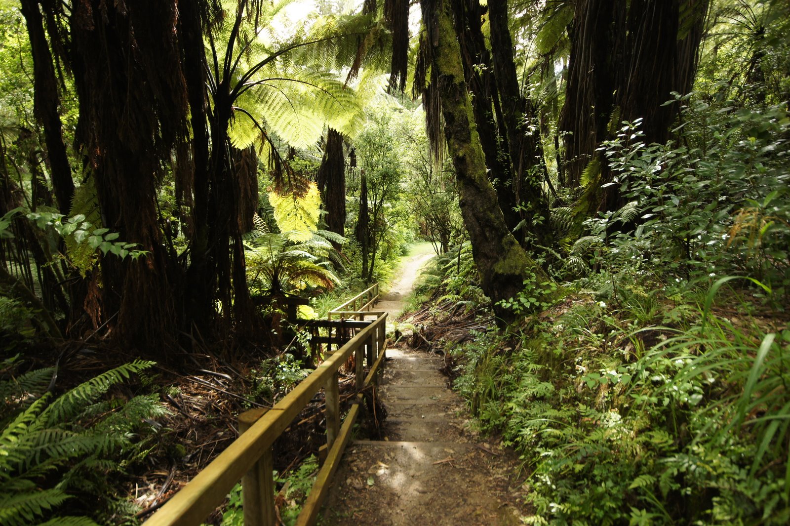 Magi and Sam: Rotorua - the Redwoods Whakarewarewa Forest