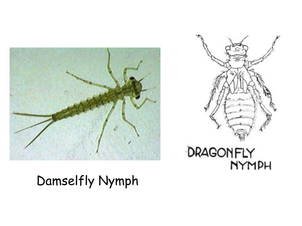 Natural Notes: Dragonflies and Damselflies