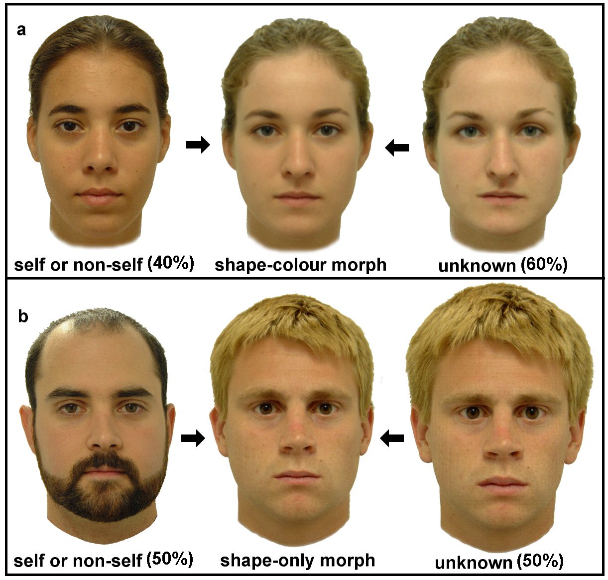 What Morphs Do You Require?