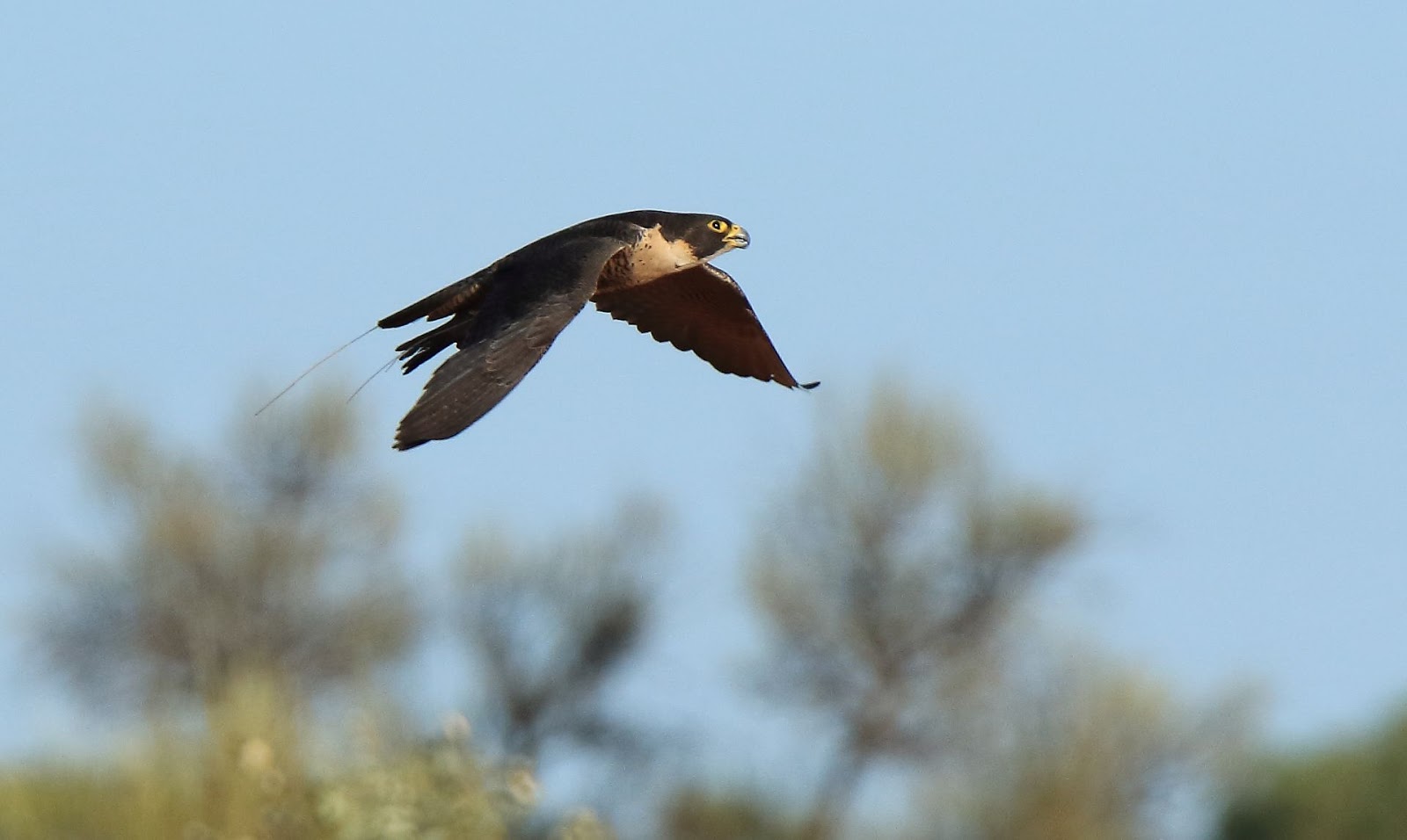 Richard Waring's Birds of Australia: Peregrine Falcon at Nyirripi