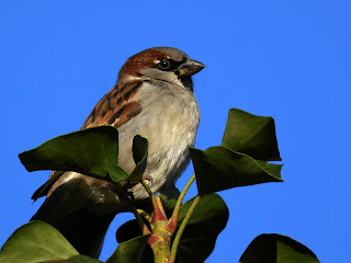 Der Sperling: Lebensweise & Lebensraum - Der Sperling