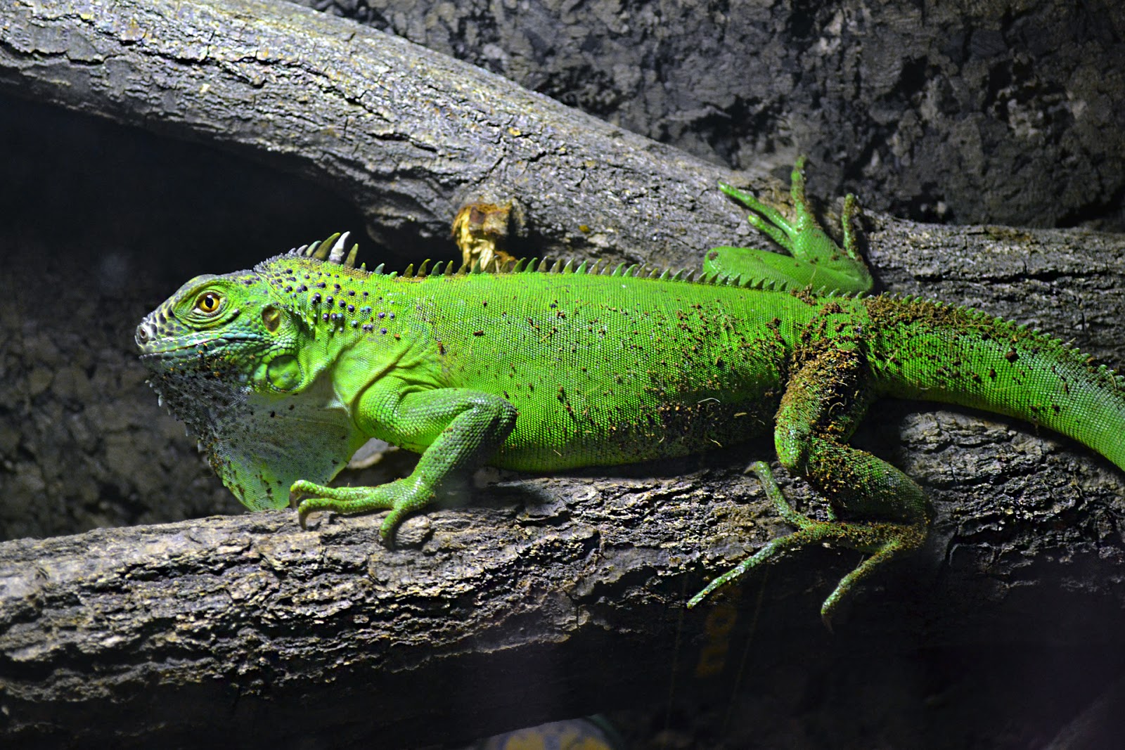 Mitoslavia: Zwierzęta lasów tropikalnych