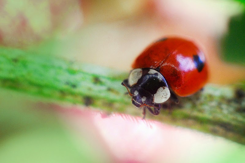 Issa's Untidy Hut: May 2015