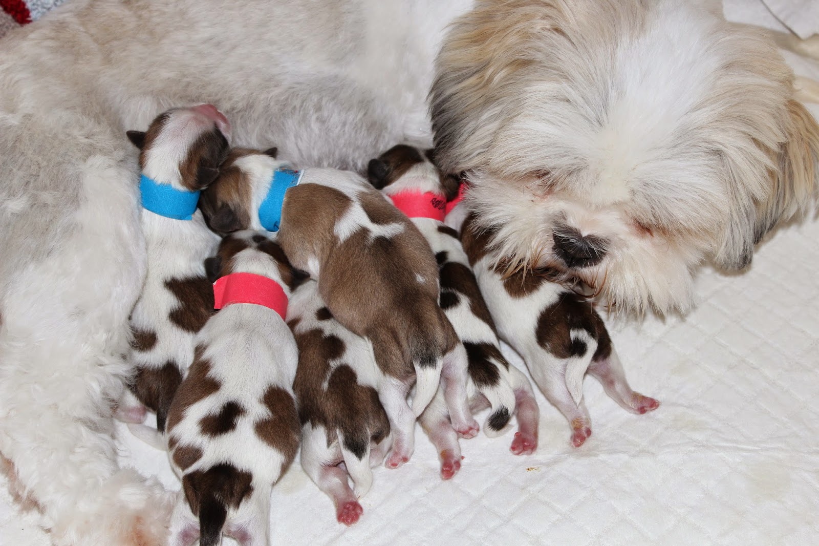 Lhasa Apso - Penny's Pups from birth to new homes: Lhasa Apso Molly ...