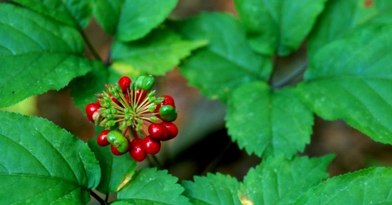 19+ Manfaat Tanaman Ginseng Bagi Kesehatan