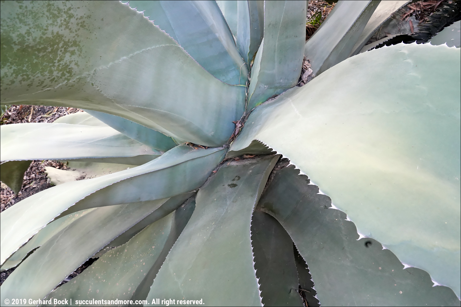 Aloes in Wonderland, the best-ever name for a nursery