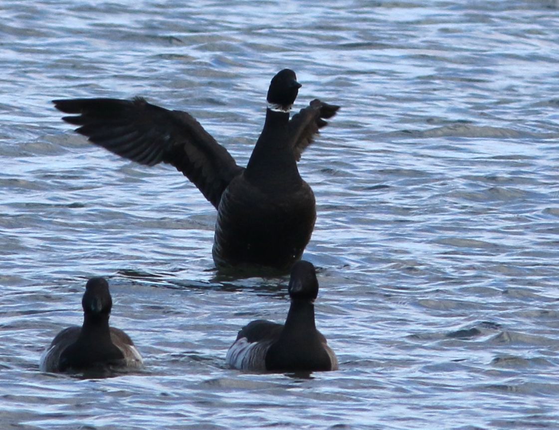 Kerry Birding: Black Brant at Ventry