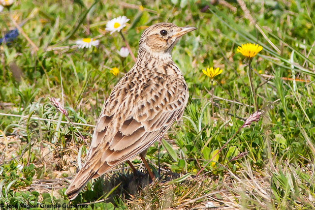 AVES DEL CIELO - BIRDS OF HEAVEN: LARK-ALONDRAS(Alaudidae)