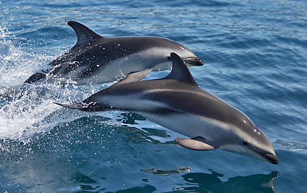 RICARDO FERNANDEZ BARRUECO: Delfín oscuro o de Fitzroy (Lagenorhynchus ...