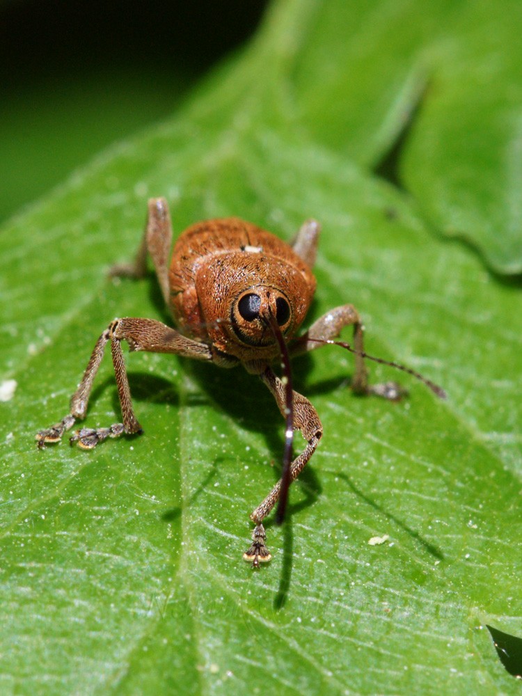 Photo Nature Lilliputienne (macrophotographies): Curculio glandium, le ...