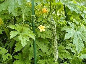 Petua Merawat Kurap dan Panau | OOPOCOT