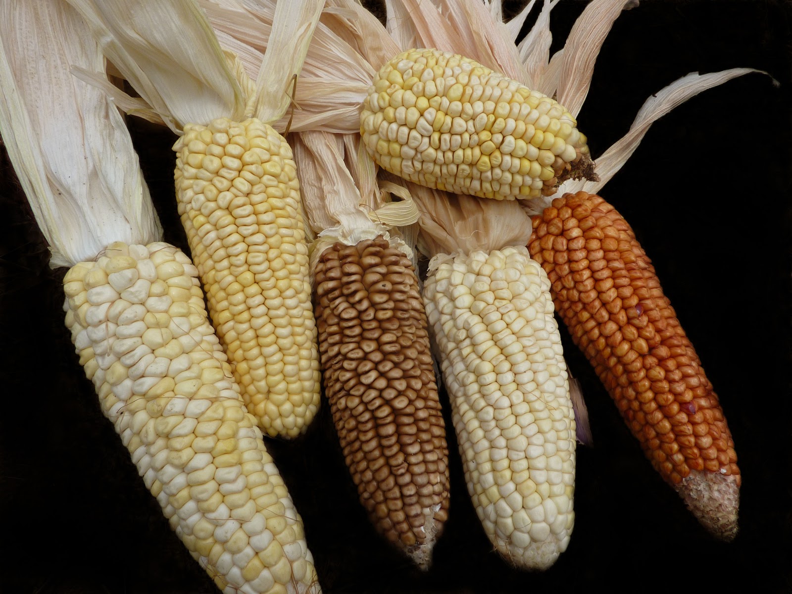 Turismo, Huanuco Perú: Casa Hacienda Shismay: La Cancha de Shismay. La ...