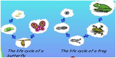 Science for Primary School ( Year 2): Unit 3 :Animals