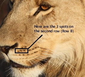 wildfolio: Lion Identification (Part 1 - Whisker Spots)