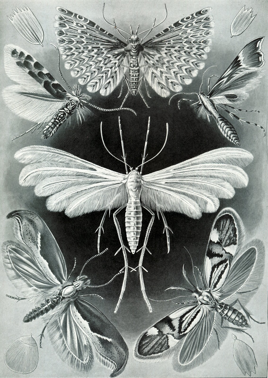 hÁRTate: Ernst Haeckel