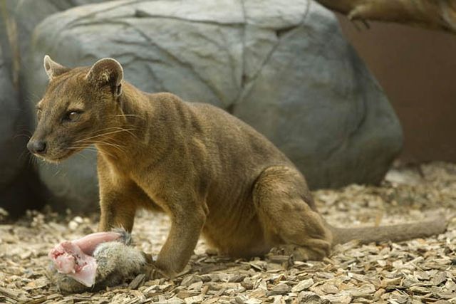 Fossa | The Life of Animals