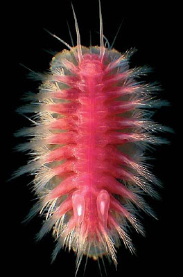 Real Monstrosities: Polynoid Scale Worm