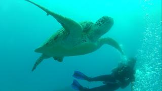 FIRE Light Group: Australia - Great Barrier Reef