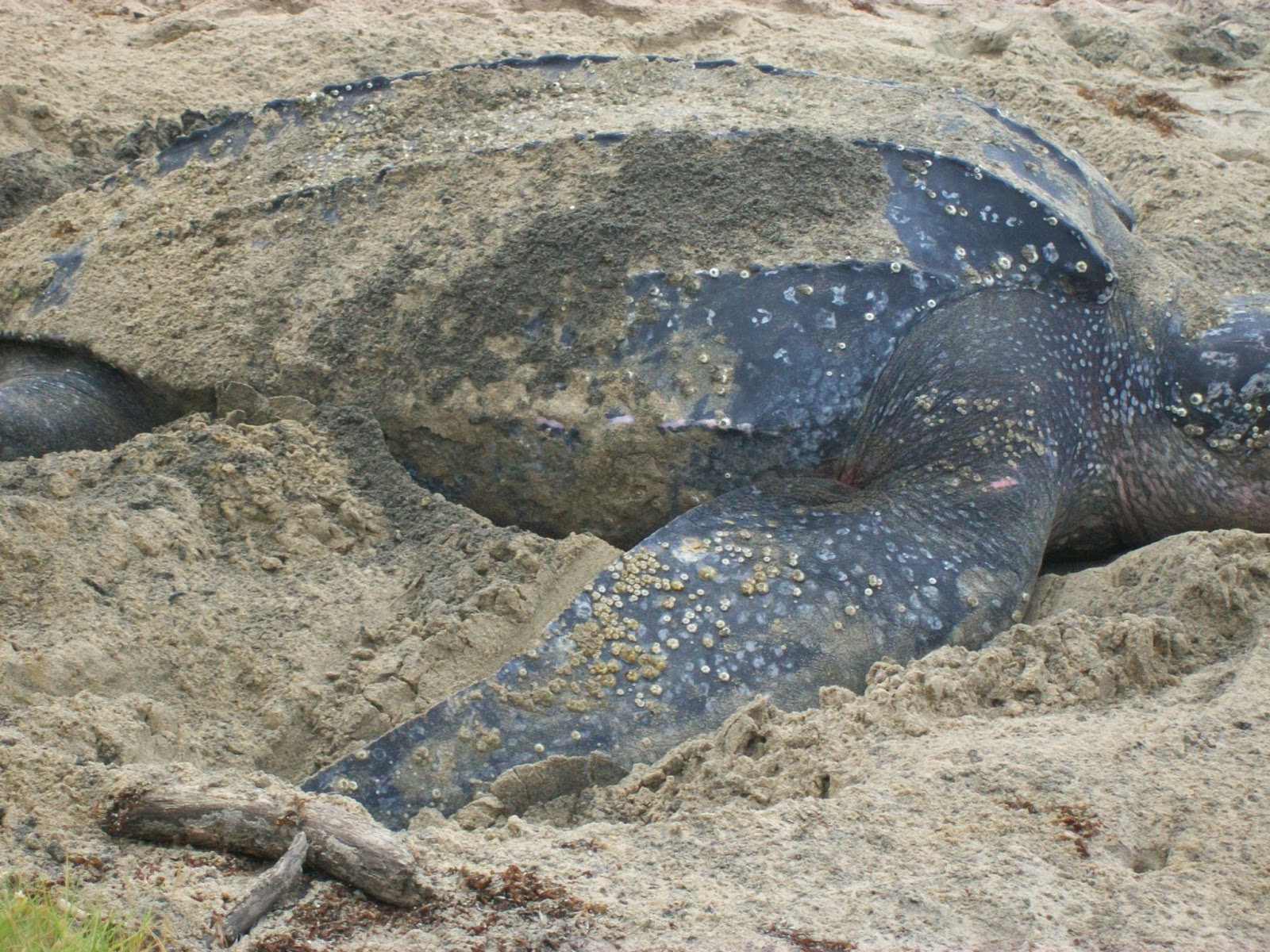 Prensa Antolin Del Campo : (+GALERÍA DE FOTOS) Impresionante tortuga ...