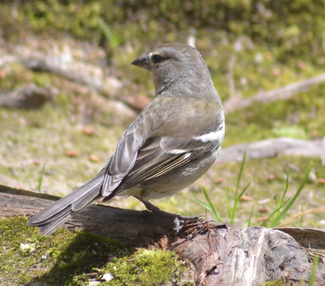 Imagens da vida animal: Tentilhão dos Açores (Fringilla coelebs ...
