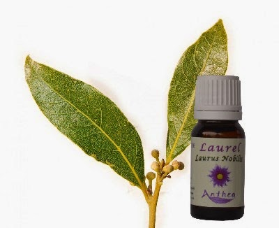 Jesus Palenzuela Borges: Loro, laurel (Laurus novocanariensis).