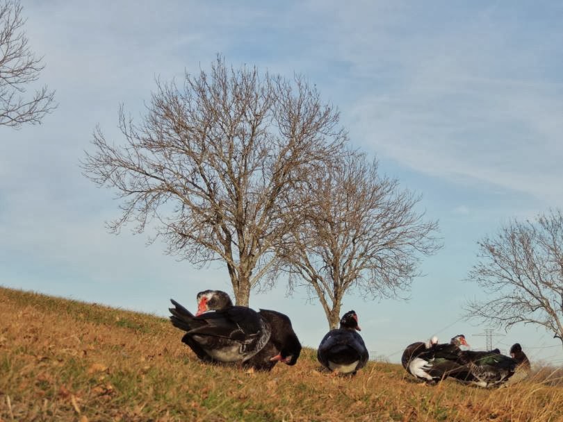 H-Town-West Photo Blog: Ducks, Geese, and other birds in George Bush ...