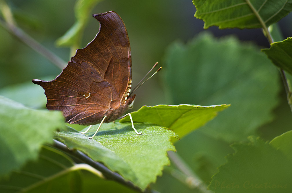 MPG Photo Creations: Kansas Butterflies