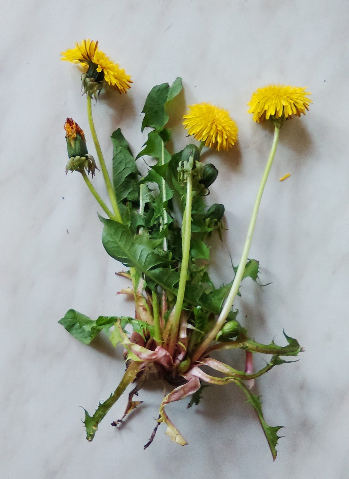 Naturalicious : Regrat