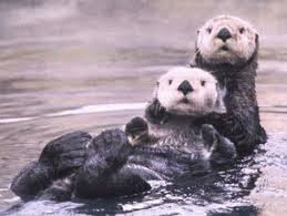 Ocean Otters Facts And Photos | All Wildlife Photographs