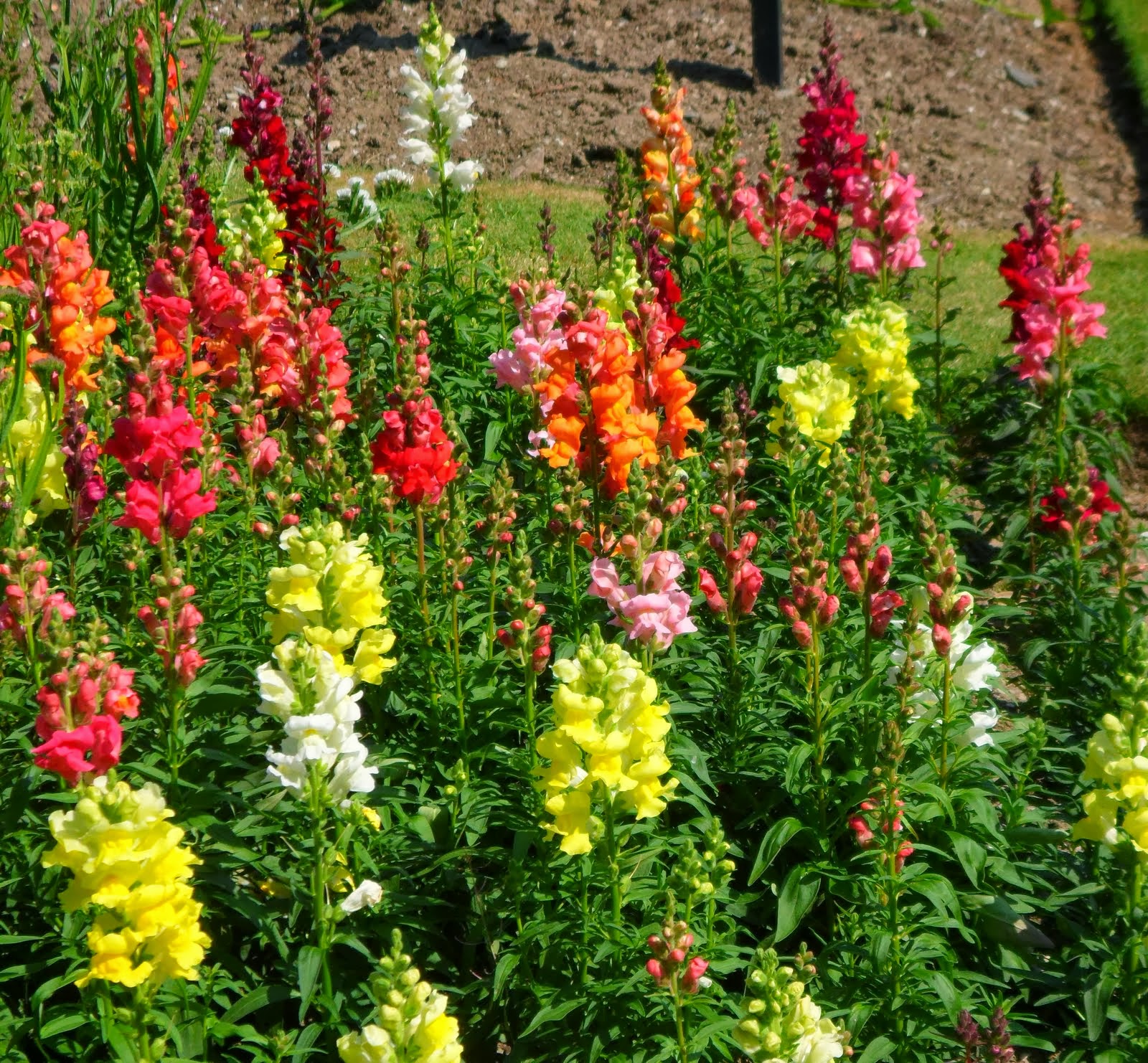 gillyflower: Summer Gardens