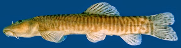 The Esteemed Fishes of Manipur: 05/04/14