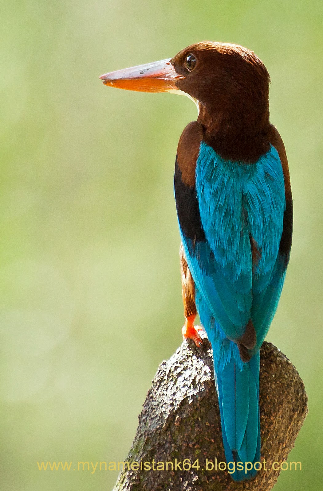 Birds of Malaysia @ mynameistank64: White-throated Kingfisher (Halcyon ...