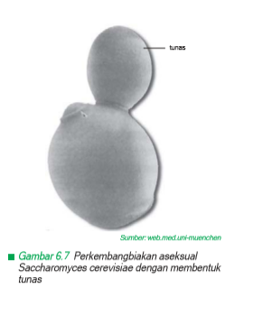 Klasifikasi Jamur - Our Akuntansi