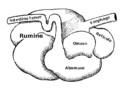 BIOLOGÍA 4º AÑO: 2015