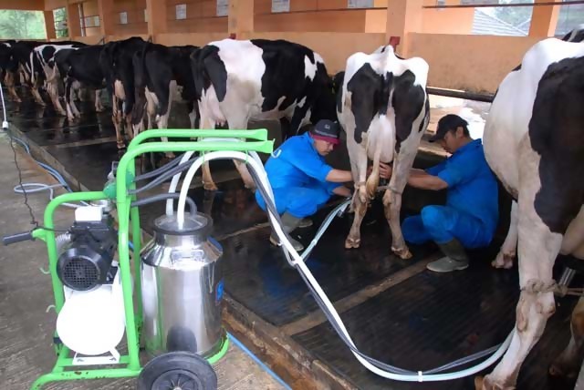 Pemerahan Susu Sapi Dengan Mesin perah - Elinotes review