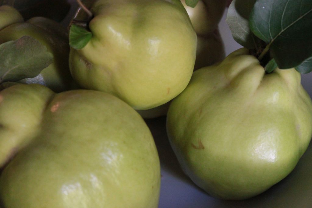 Towerwater Aan De Breede: Quinces in autumn