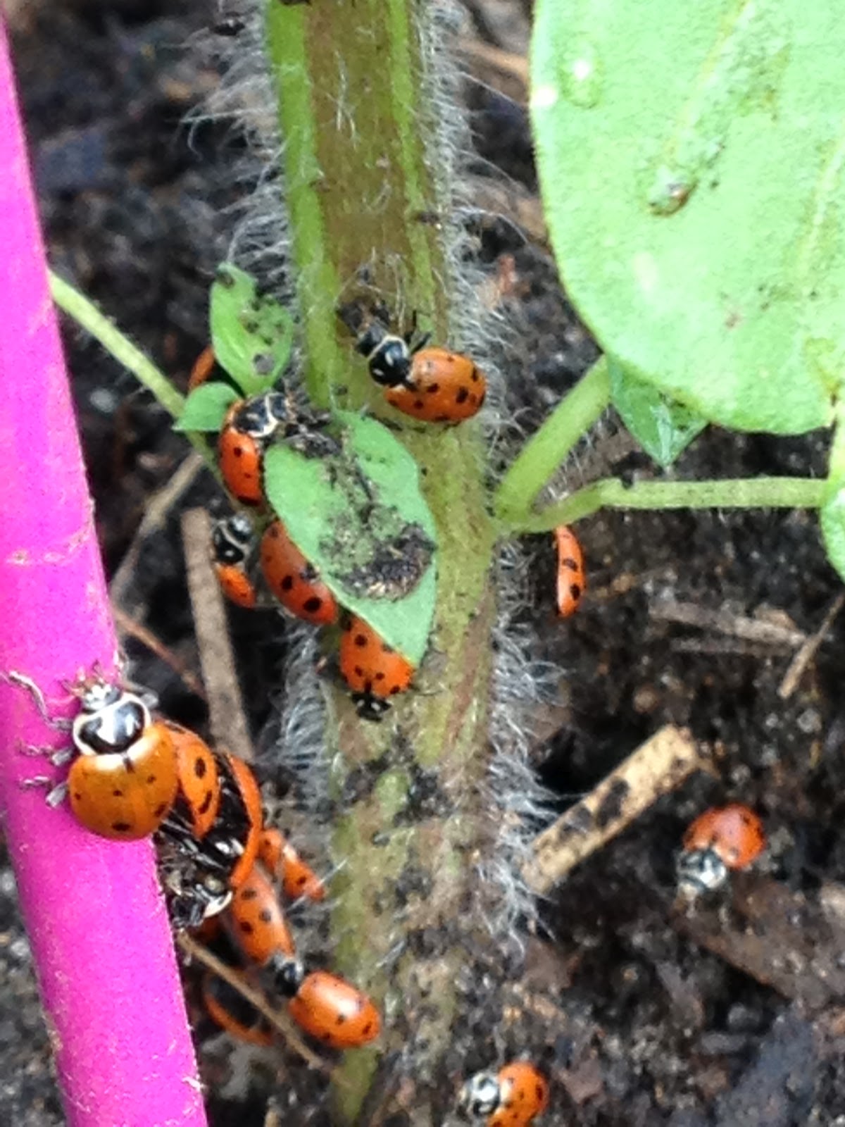 One Woman Killing Spree: Day 162: Releasing the Ladybug Army