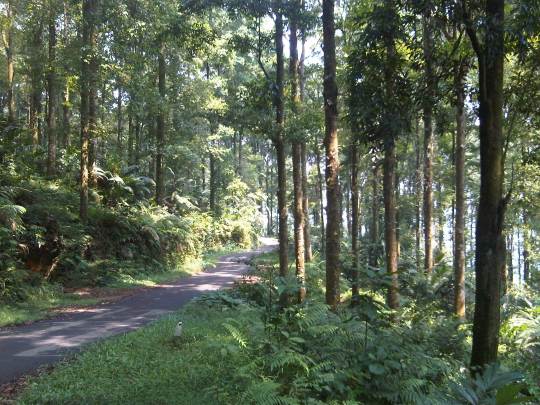 Inilah 6 Hutan Indonesia yang Dikenal Angker - Uniknya Nusantara