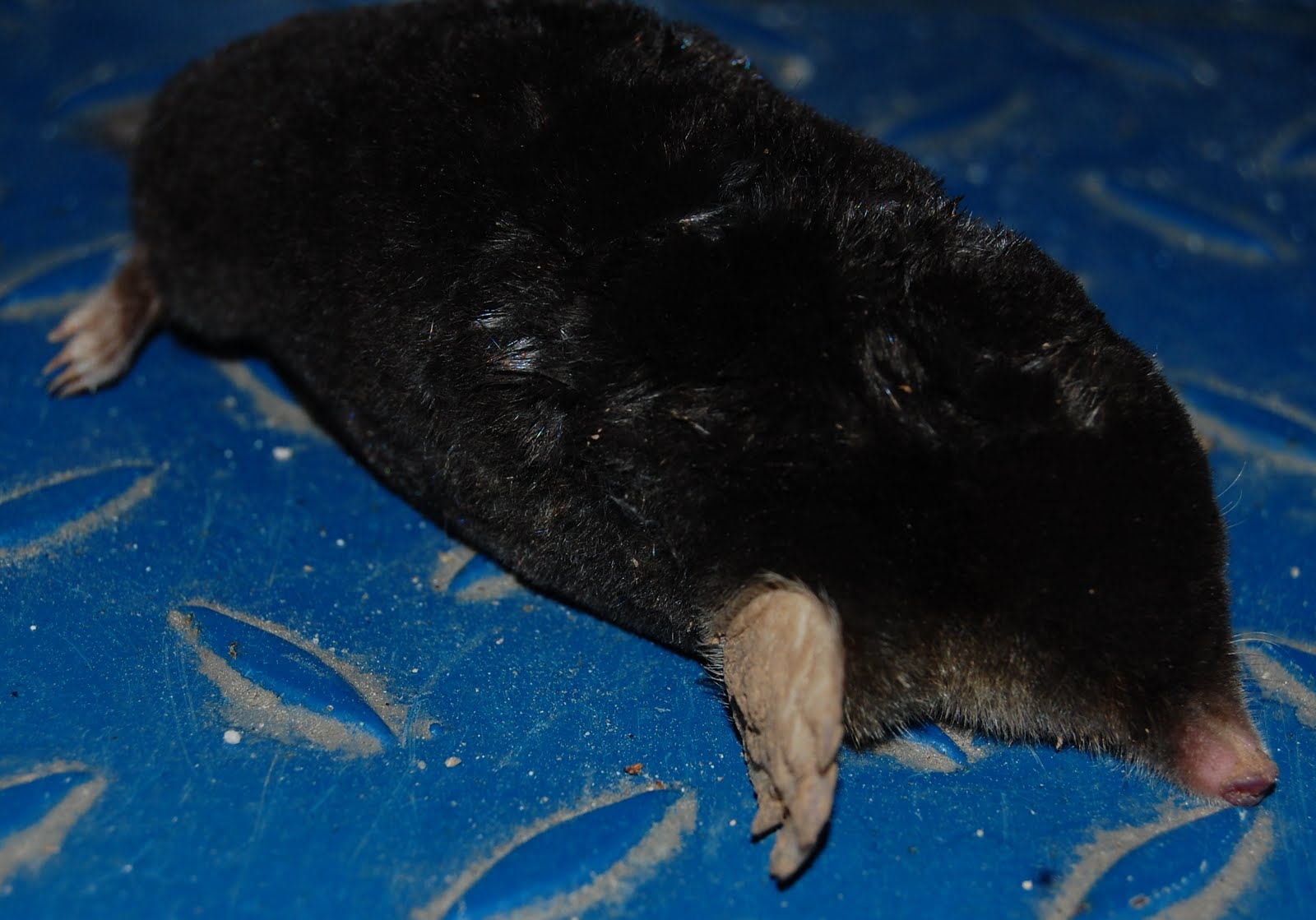 Fauna Vertebrada de Ourense: A toupa ibérica cara a cara.