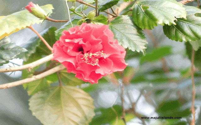 Nature - Majuli Island-The Largest River Island In The World