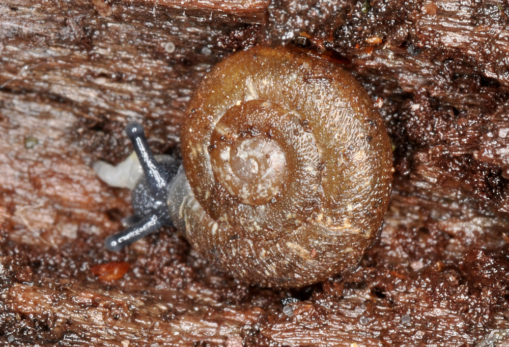 Land Snails and Slugs of Pennsylvania and New York: Instead of Looking ...