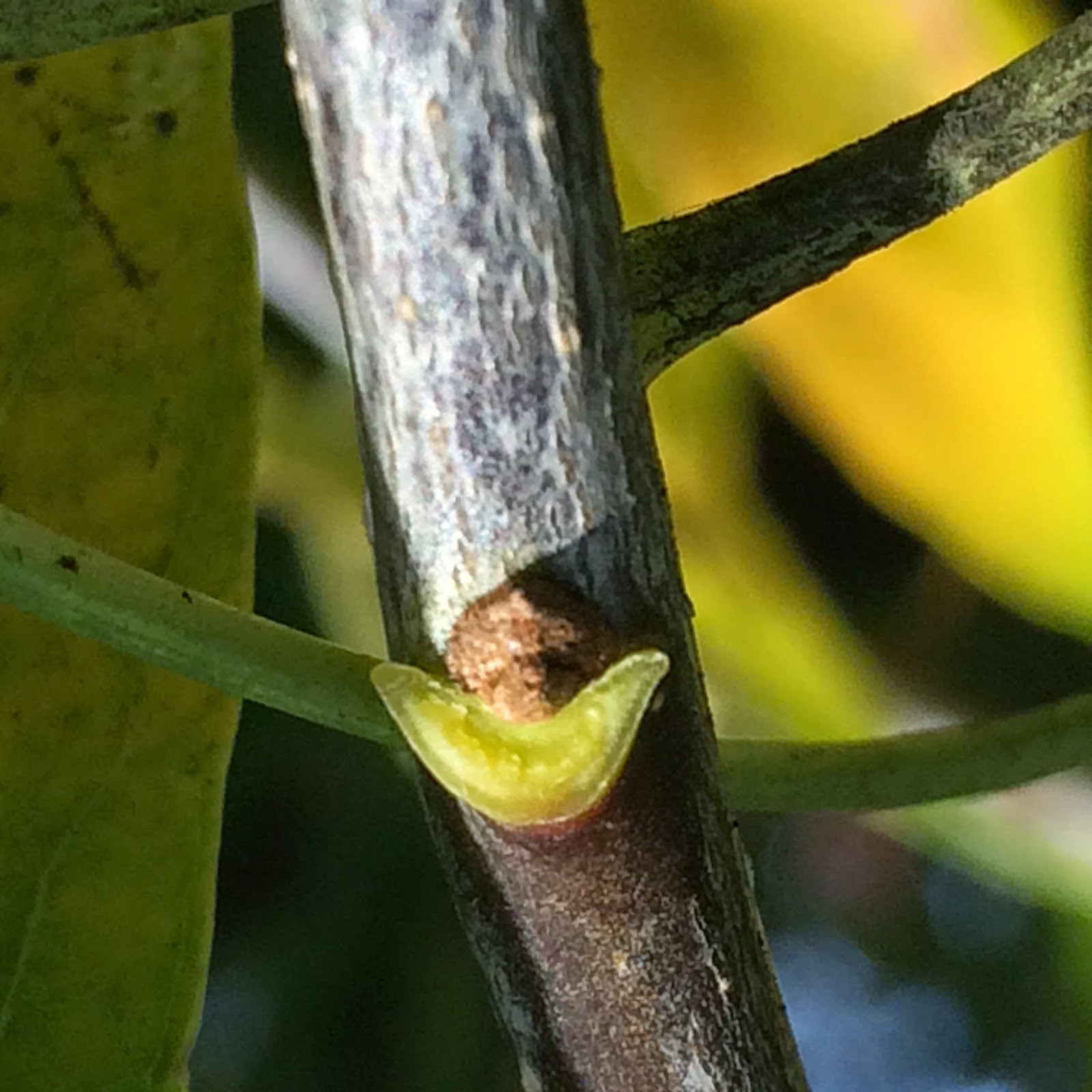 Trees of Santa Cruz County: Fraxinus velutina 'Modesto' - Modesto Ash